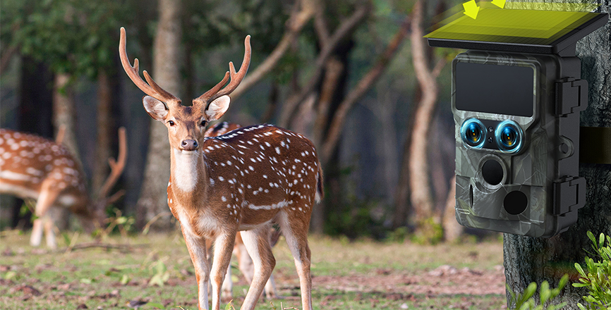A Comprehensive Beginner's Guide of Trail cameras