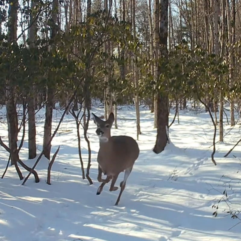 Mastering the Wilderness: How Hunting Cameras Are Revolutionizing Mode